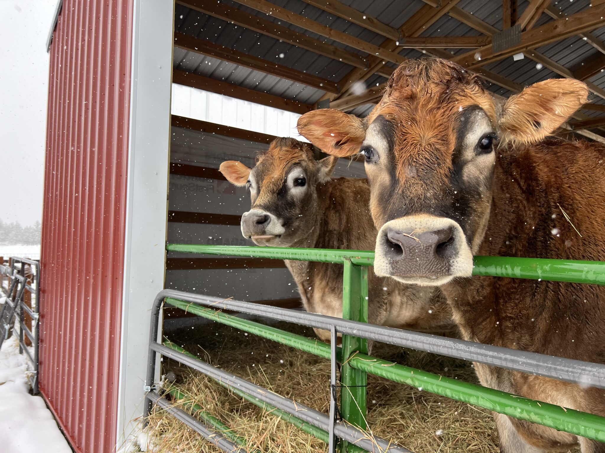 River’s Wish Animal Sanctuary - Innovia Foundation